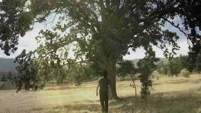 The Lost Tree Review