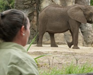 Magic of Disney's Animal Kingdom Trailer Released Today