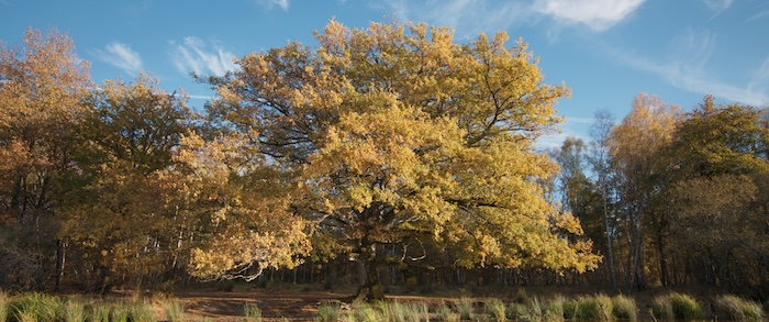 There's A Documentary About a Tree You Might Want to See