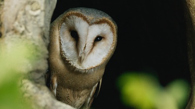 Back to the Movies - Independent Film News and Review Website